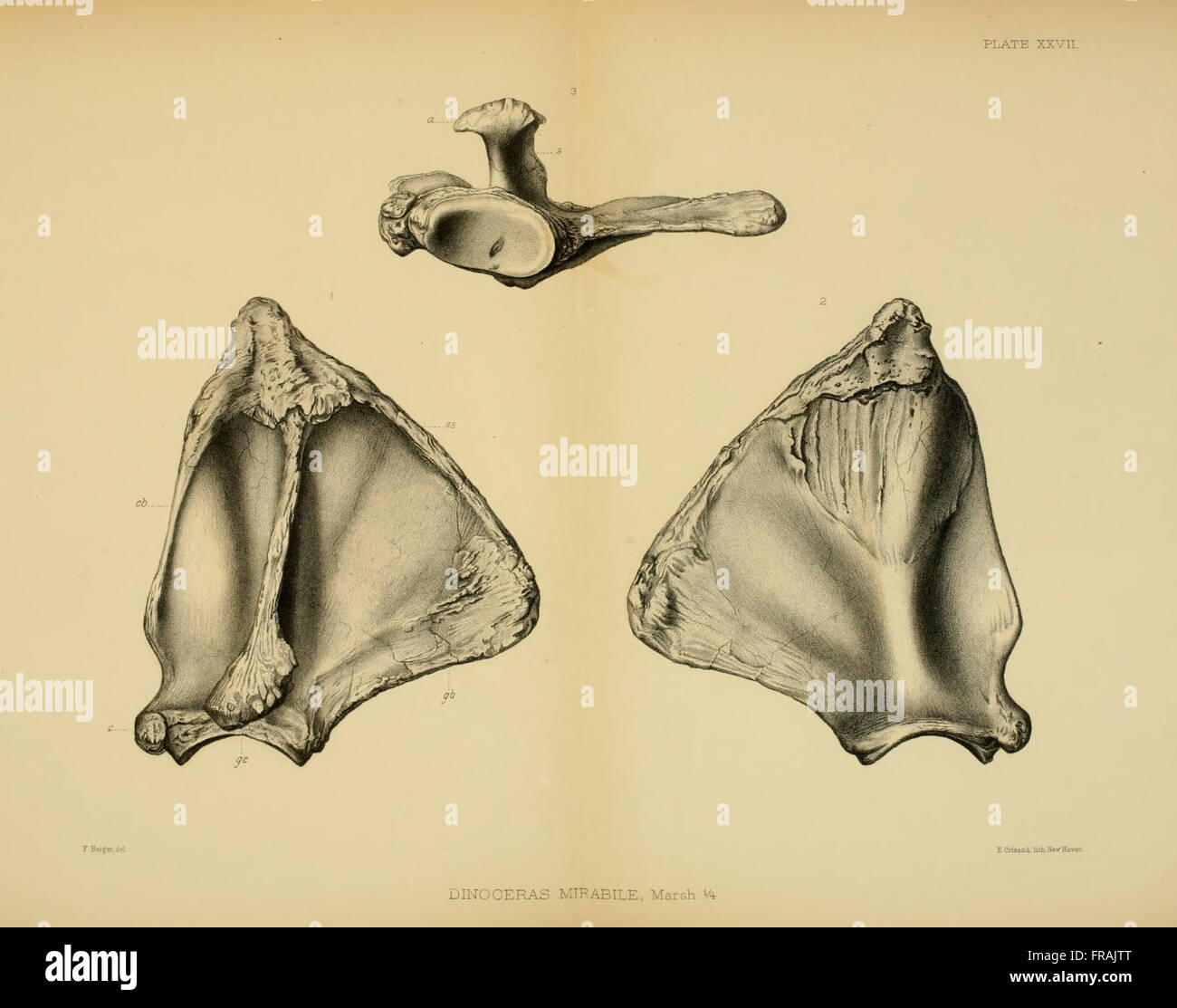 The 'Dinocerata' plate presents extinct prehistoric mammals, focusing ...