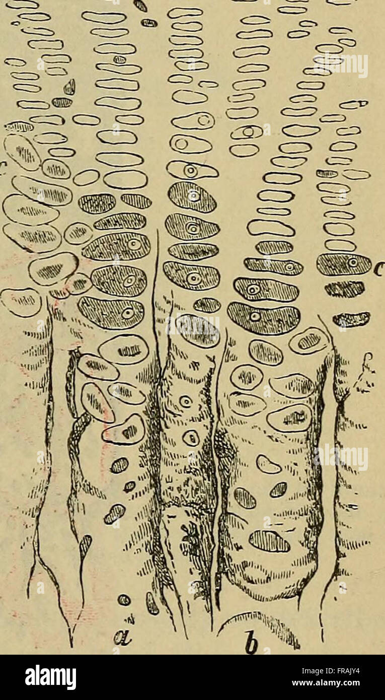 A 1892 medical text offering an overview of human physiology, including ...