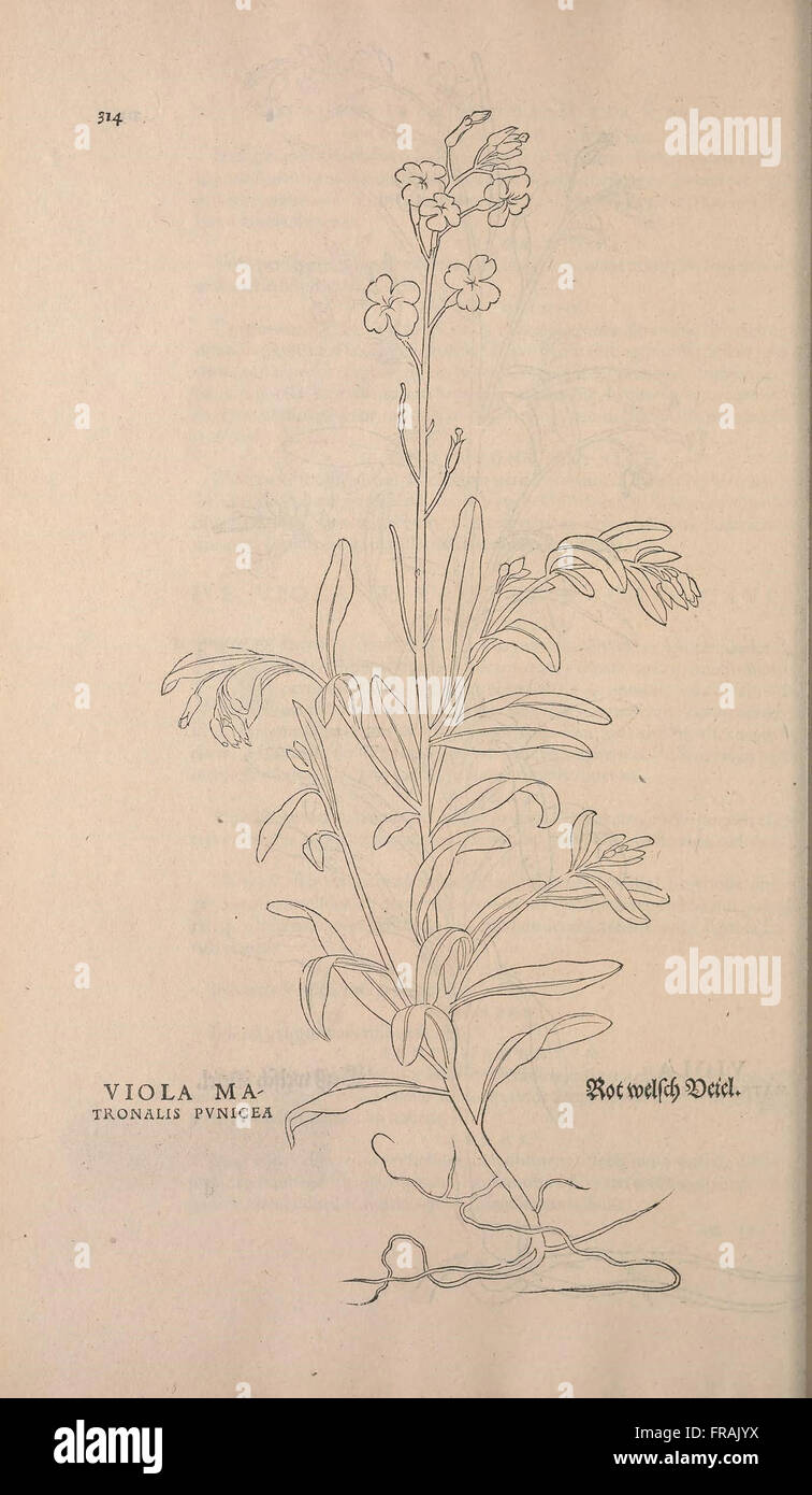 This botanical text details plant species and their classification ...