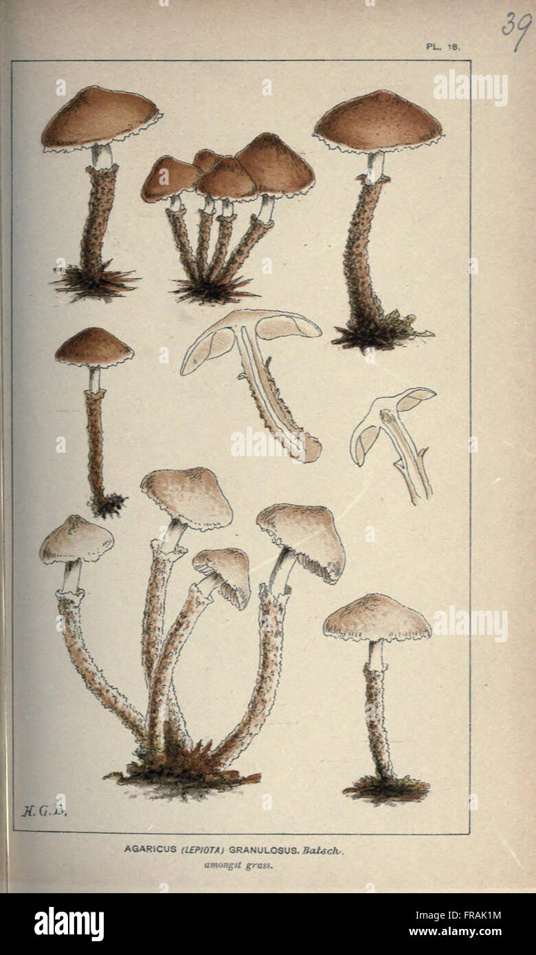 This atlas presents detailed illustrations of British fungi ...