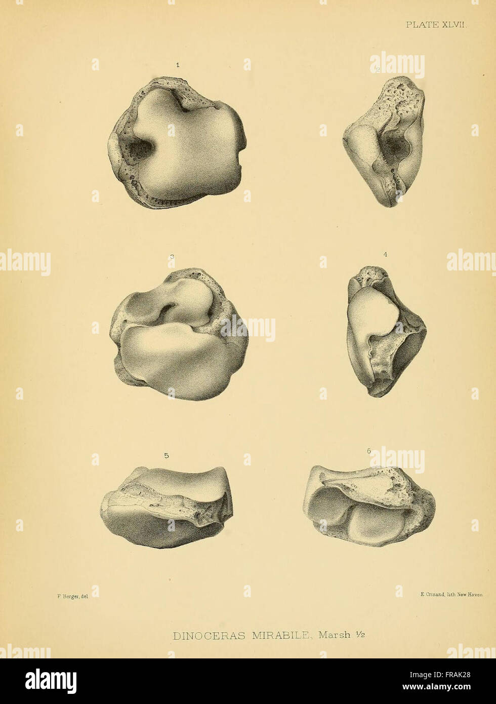 'Dinocerata' (Pl. XLVII) features an illustration of extinct mammalian ...