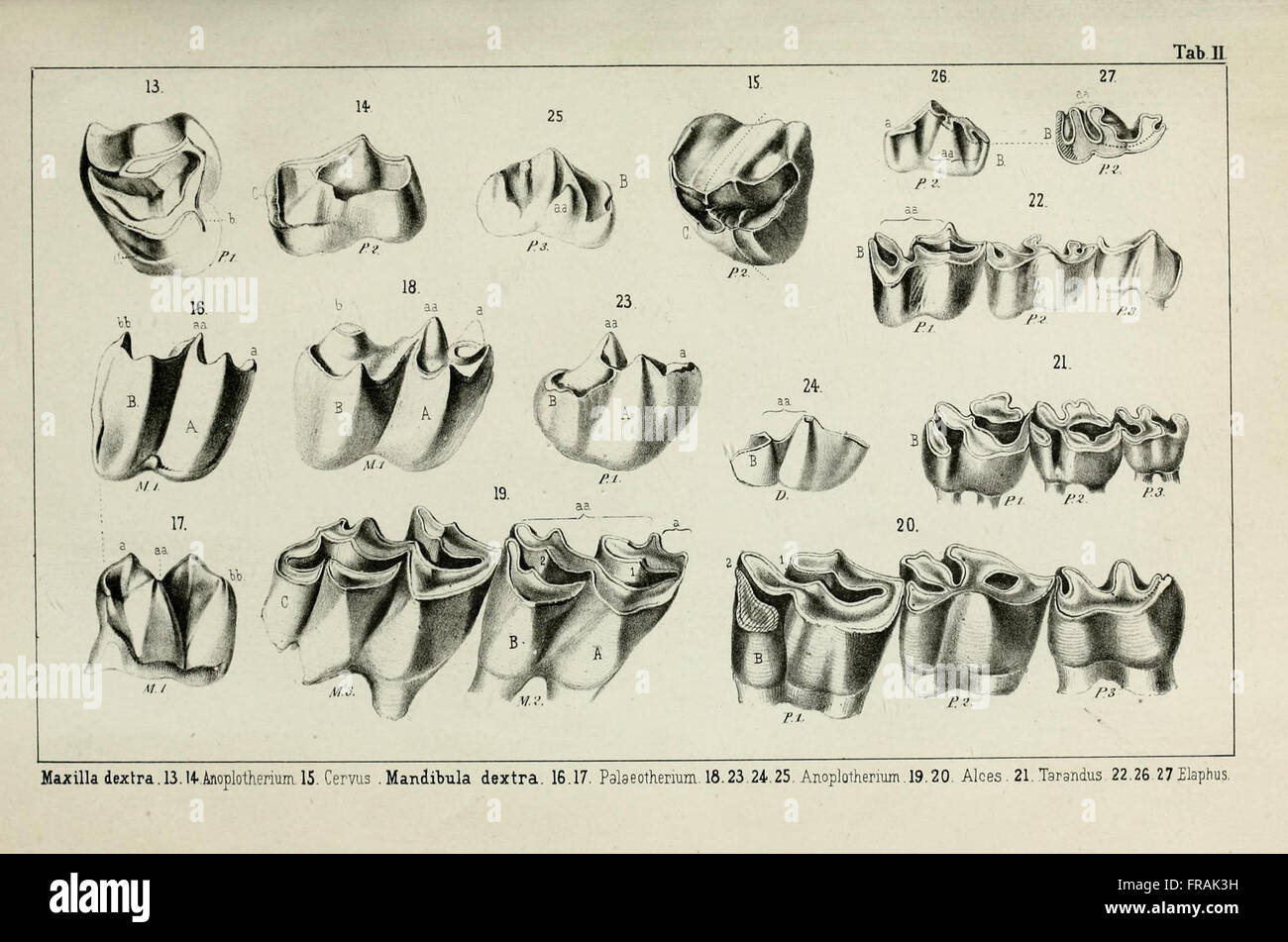 This 1914 work contributes to the understanding of fossil horses and ...