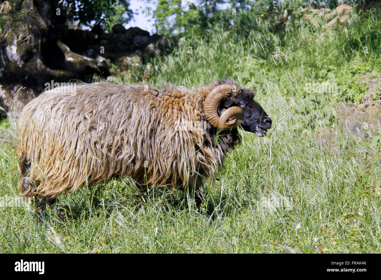 Sheep Creole - breed originally from State - District Missions of Sao ...