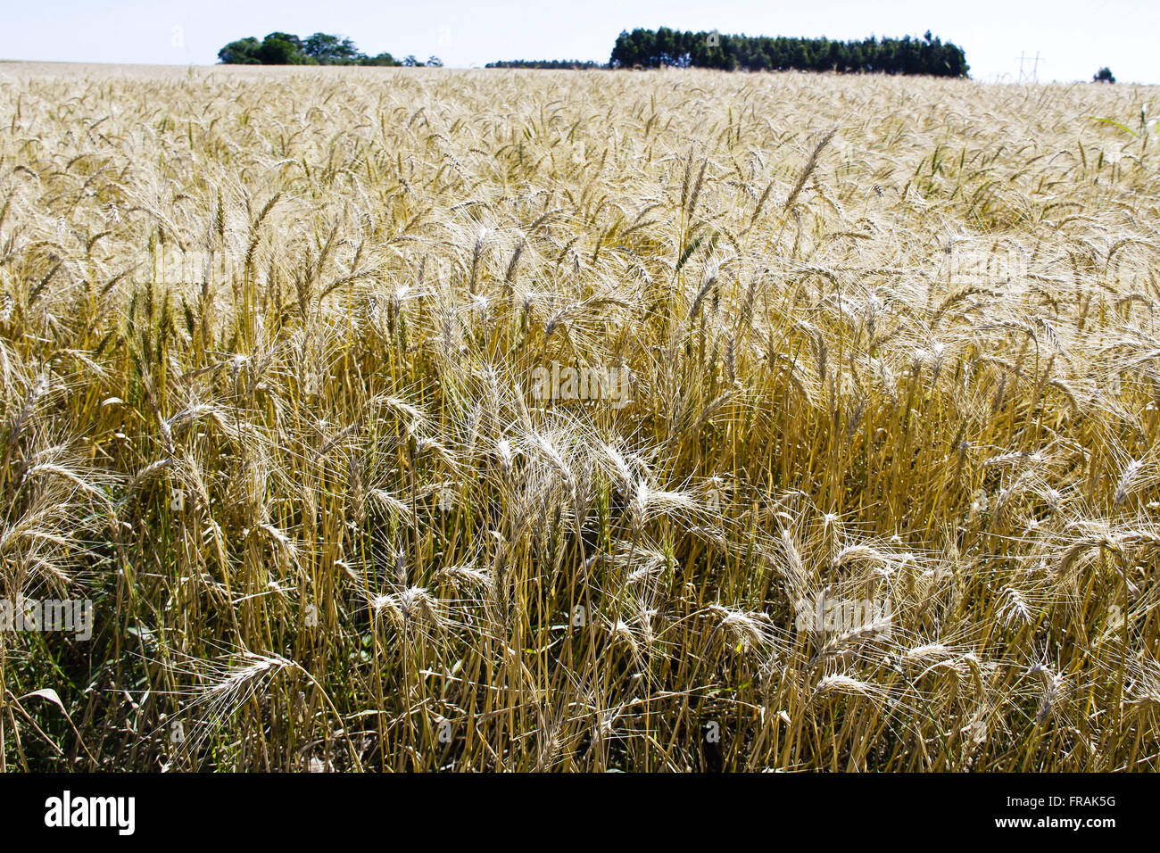 Plantação de trigo na zona rural Stock Photo - Alamy