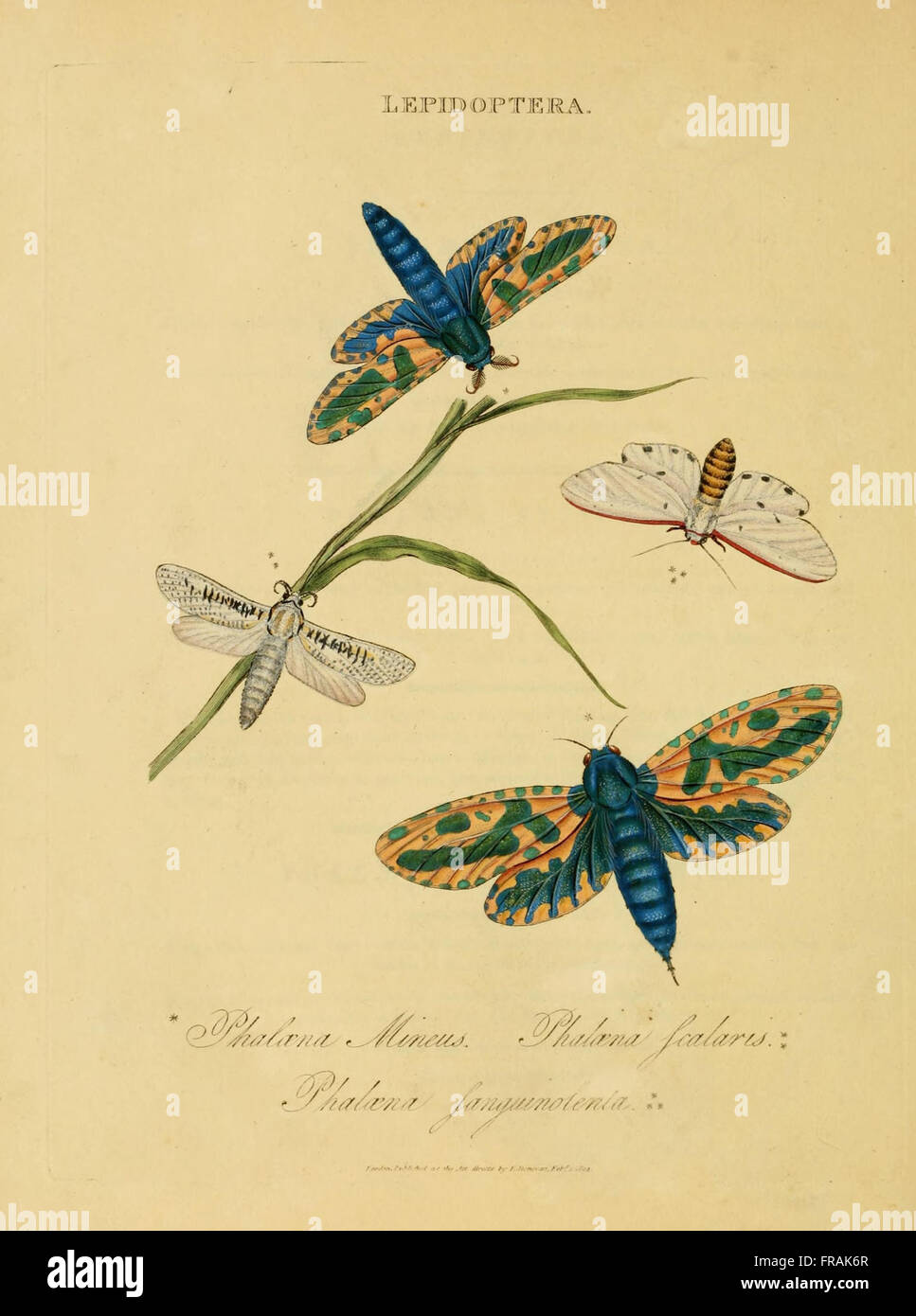 An Epitome of the Natural History of the Insects of India provides a ...