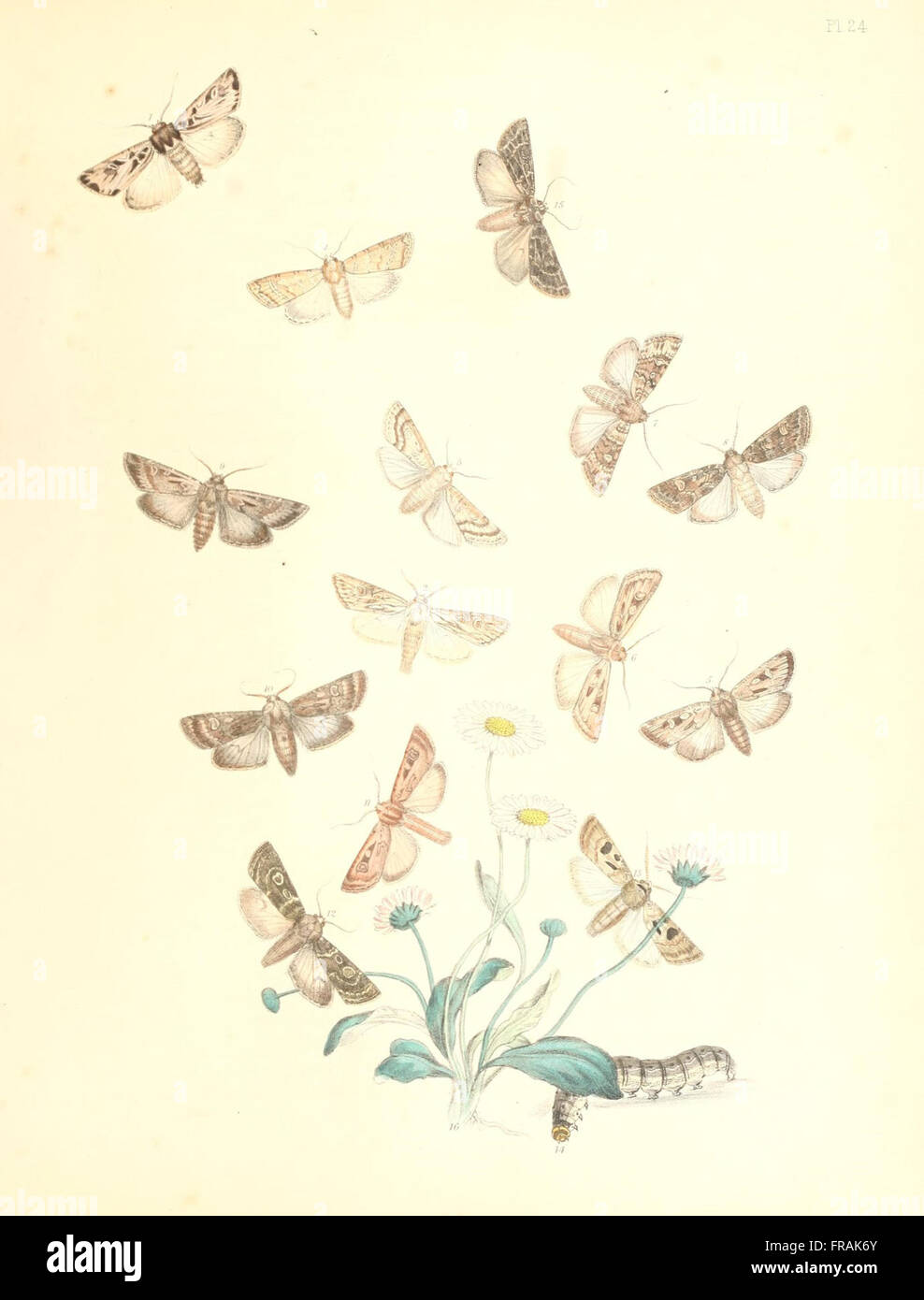 This publication focuses on British moth species and their life cycle ...