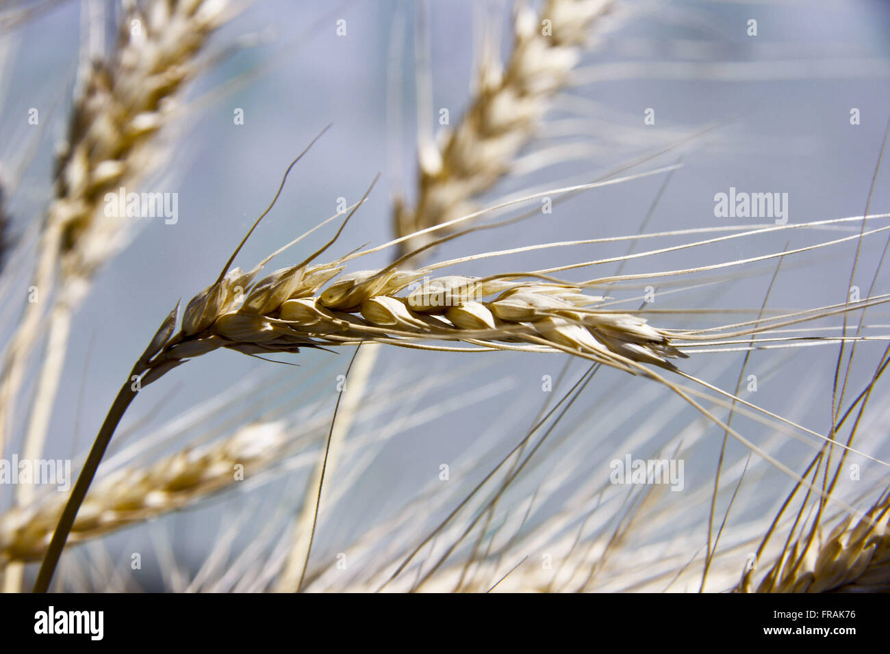 Detalhe da panícula do trigo Stock Photo - Alamy