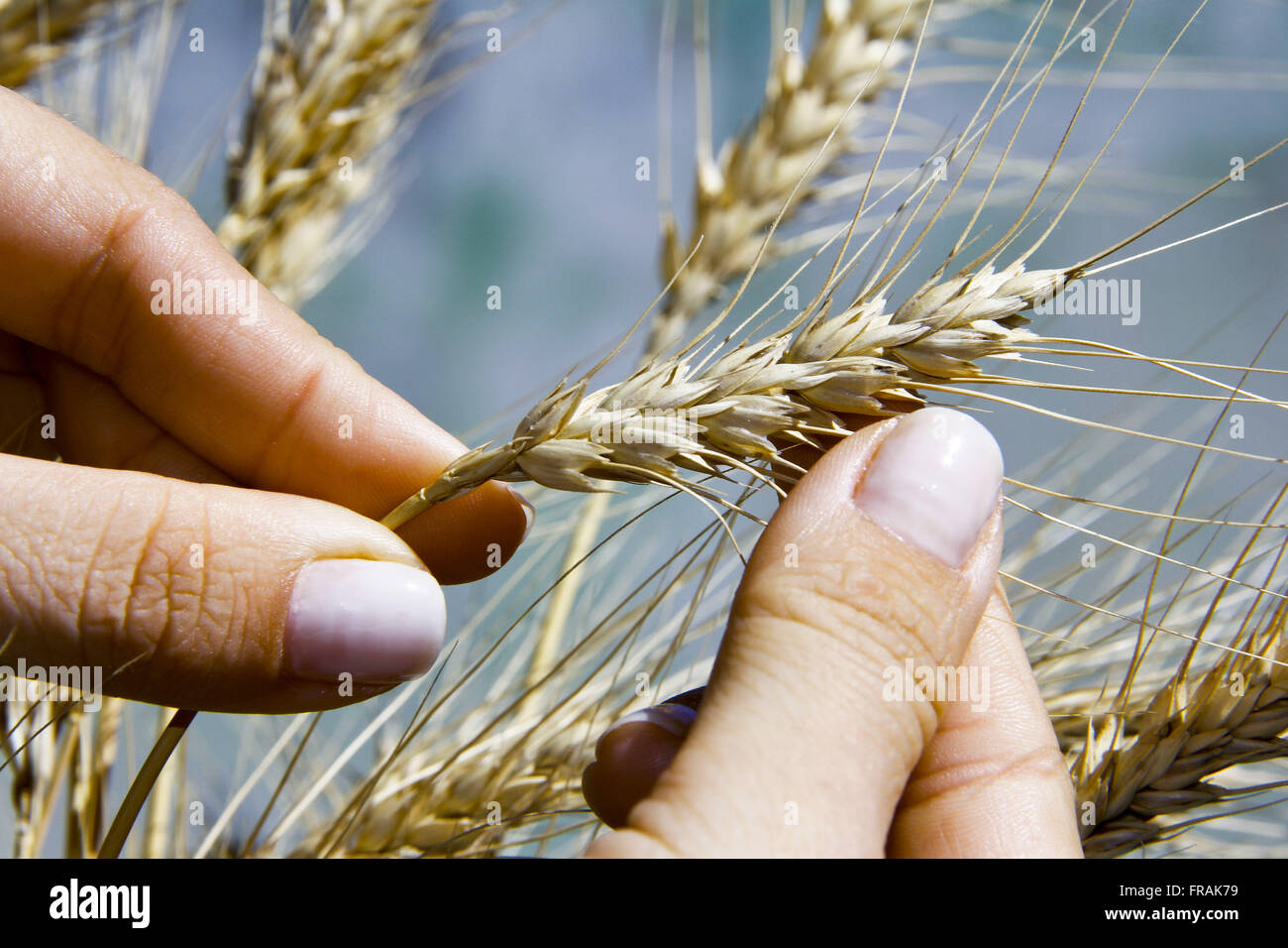 Detalhe de mão de mulher segurando panicula de trigo Stock Photo - Alamy