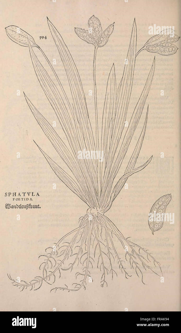 De historia stirpium commentarii insignes (Page 794 Stock Photo - Alamy