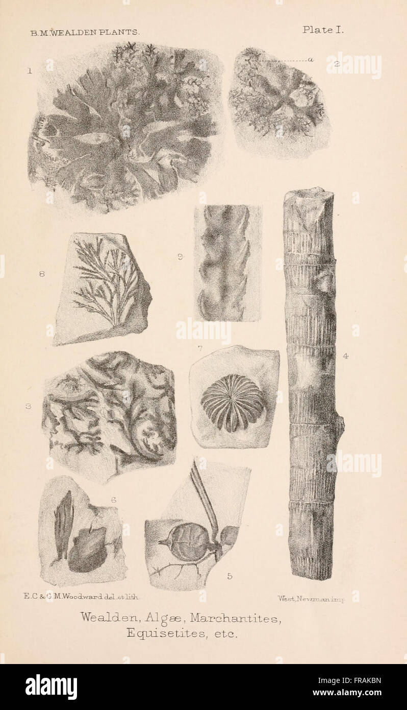 The 'Catalogue of the Mesozoic Plants in the Department of Geology ...