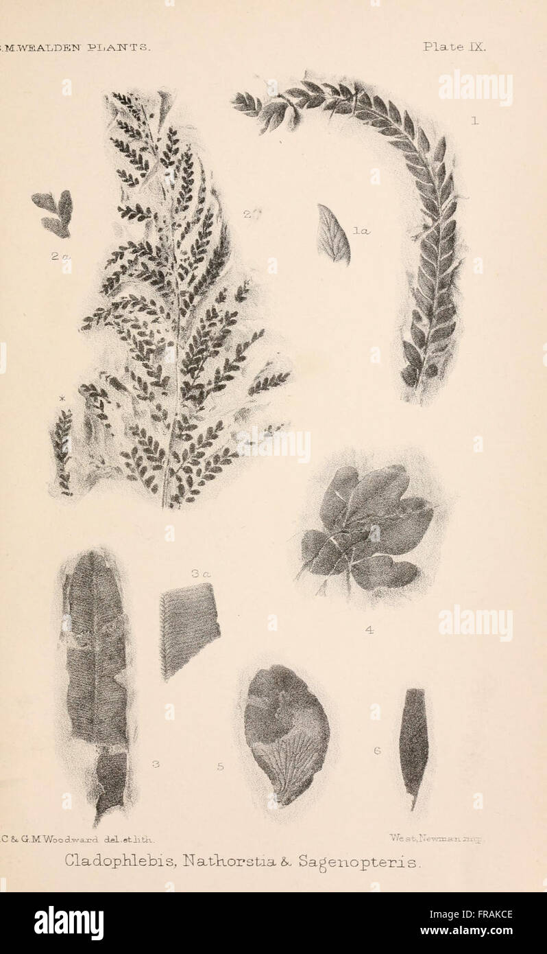 This catalogue lists Mesozoic plants held by the British Museum ...