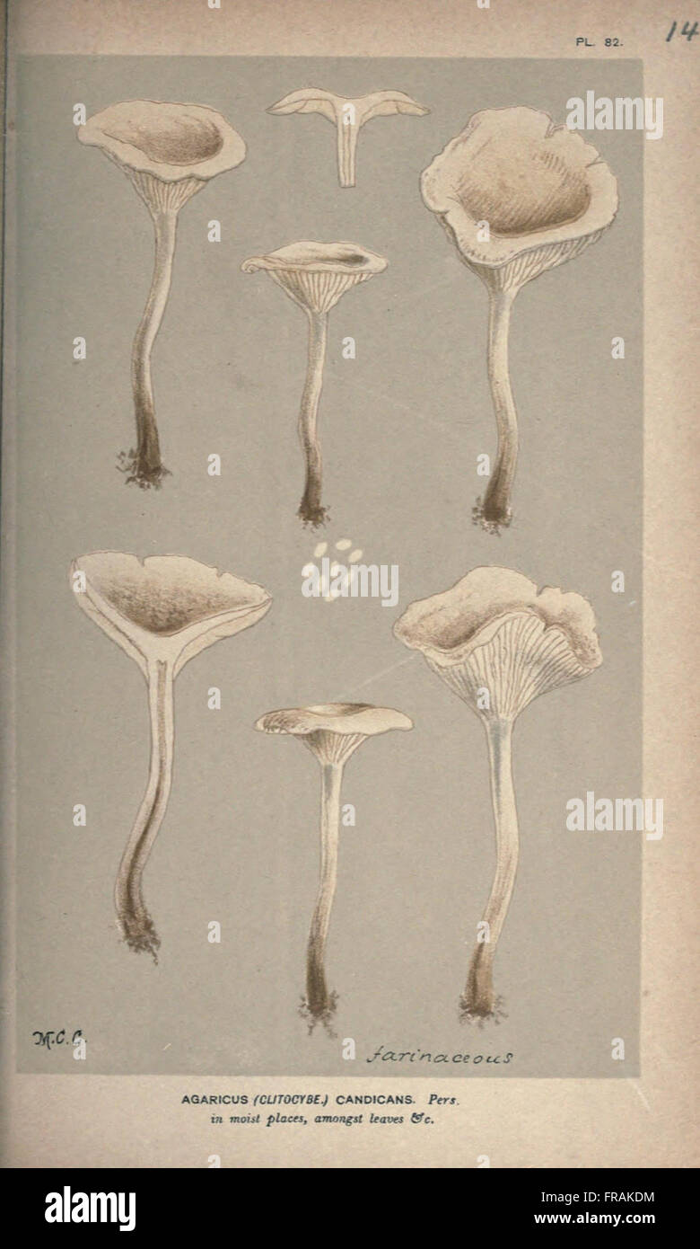 This atlas illustrates various British fungi species, focusing on ...