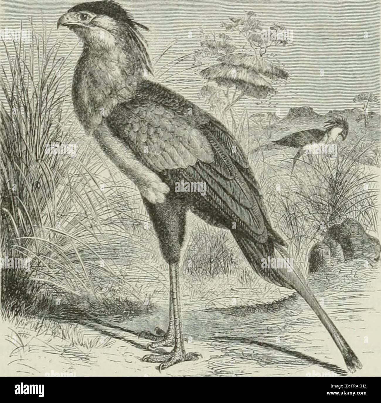 The *Dansk Ornithologisk Forenings Tidsskrift* (1912) is a journal ...