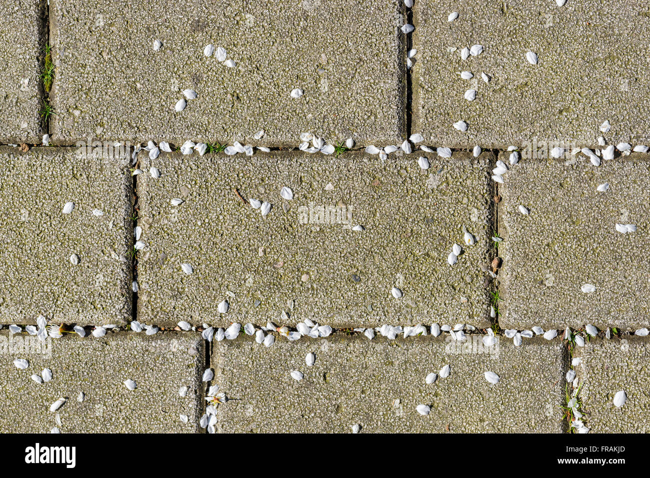 white spring petals on a brick floor Stock Photo - Alamy
