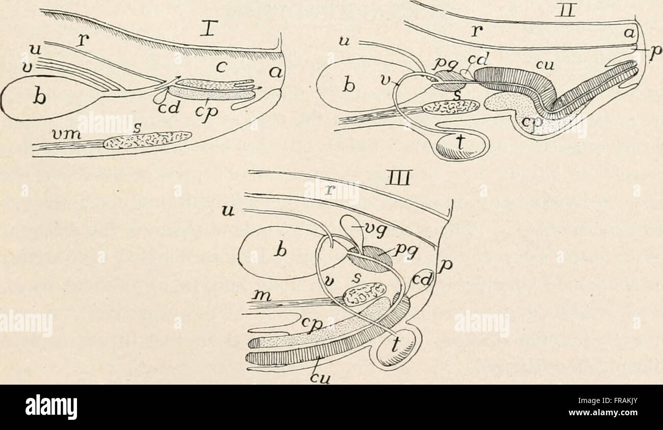 Comparative anatomy of vertebrates (1912 Stock Photo - Alamy