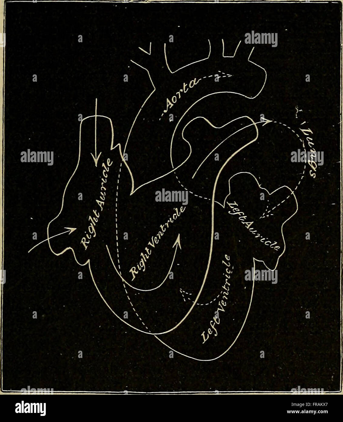 This 1892 handbook provides a comprehensive overview of human ...