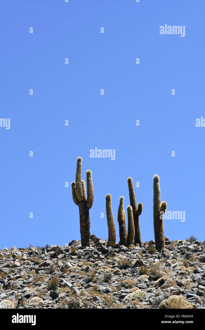 Cacti in the Atacama Desert near the Atacama town of San Pedro Stock ...