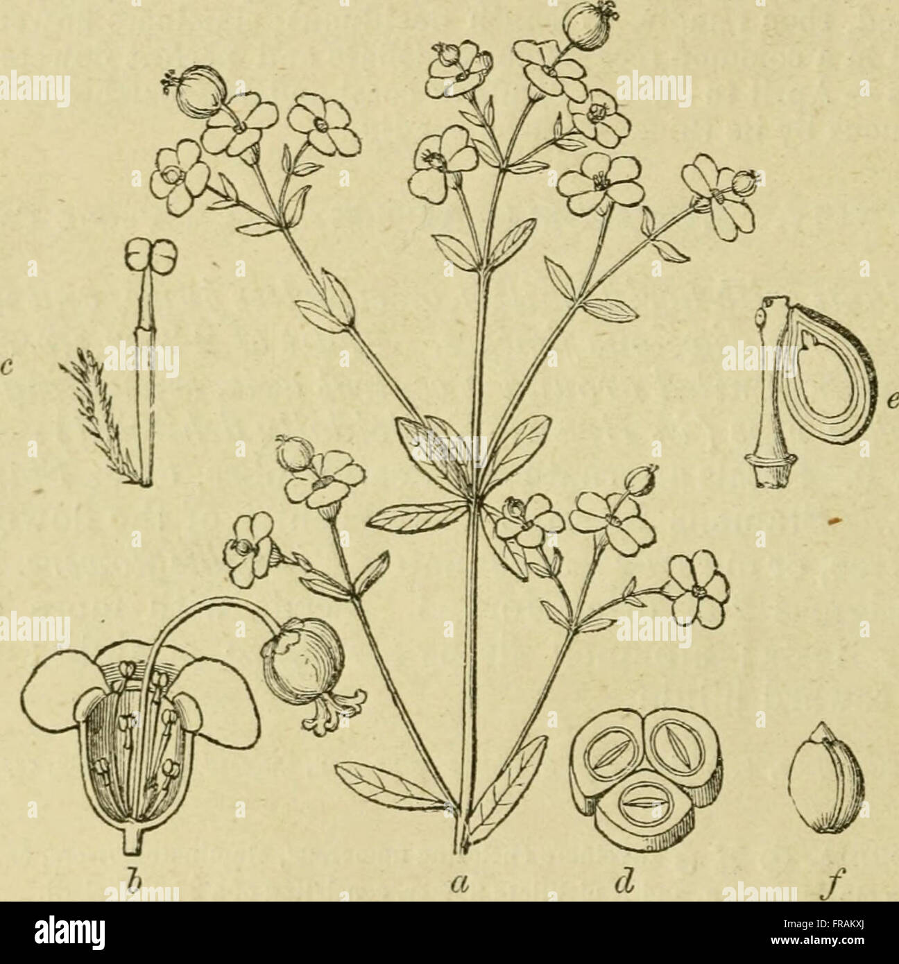 Flora of Syria, Palestine, and Sinai - from the Taurus to Ras Muhammas ...