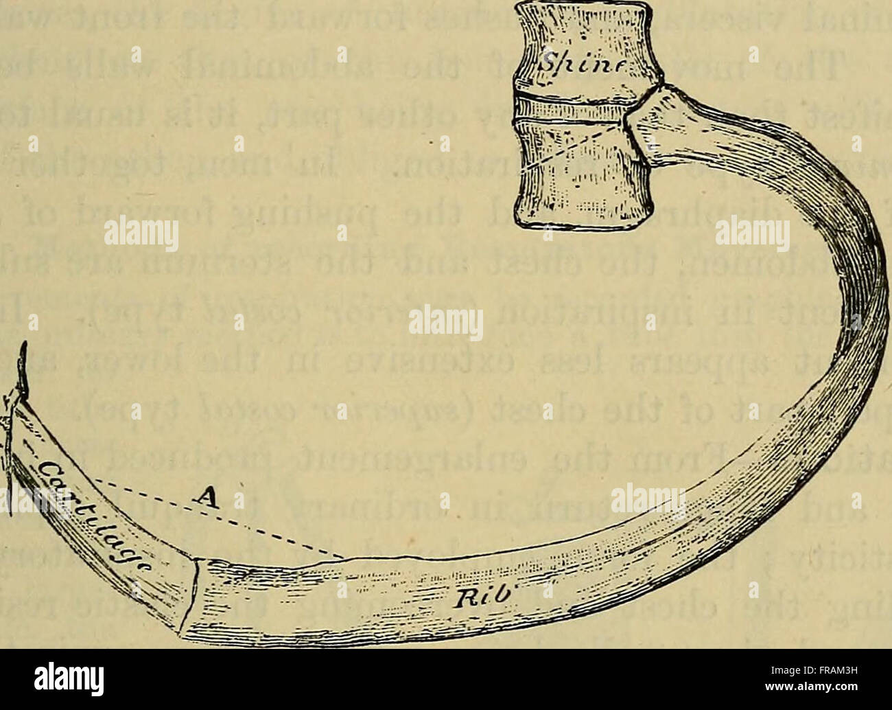 Hand-book of physiology (1892 Stock Photo - Alamy