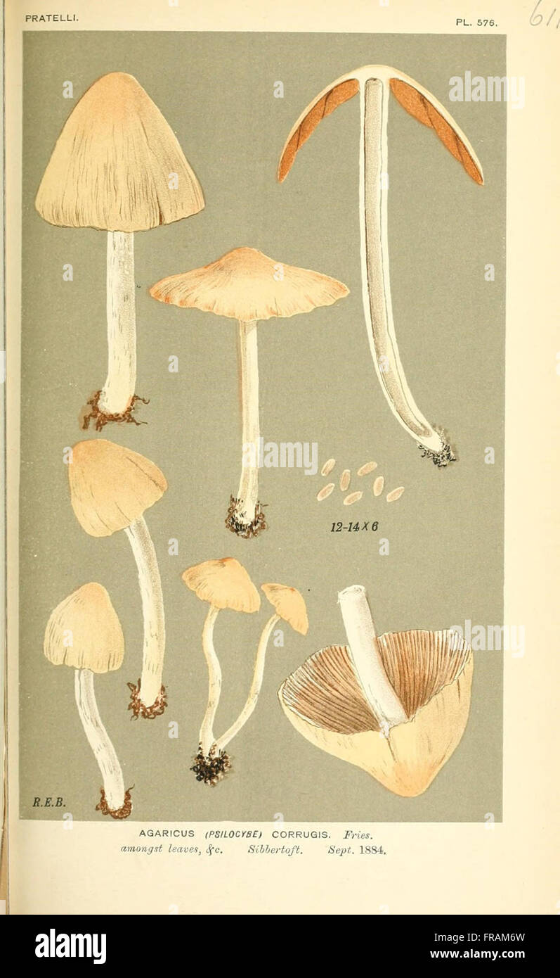 This atlas provides detailed illustrations of British fungi ...