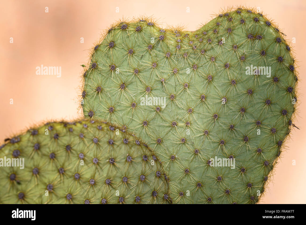 cactus with heart shaped leaf outdoor Stock Photo - Alamy