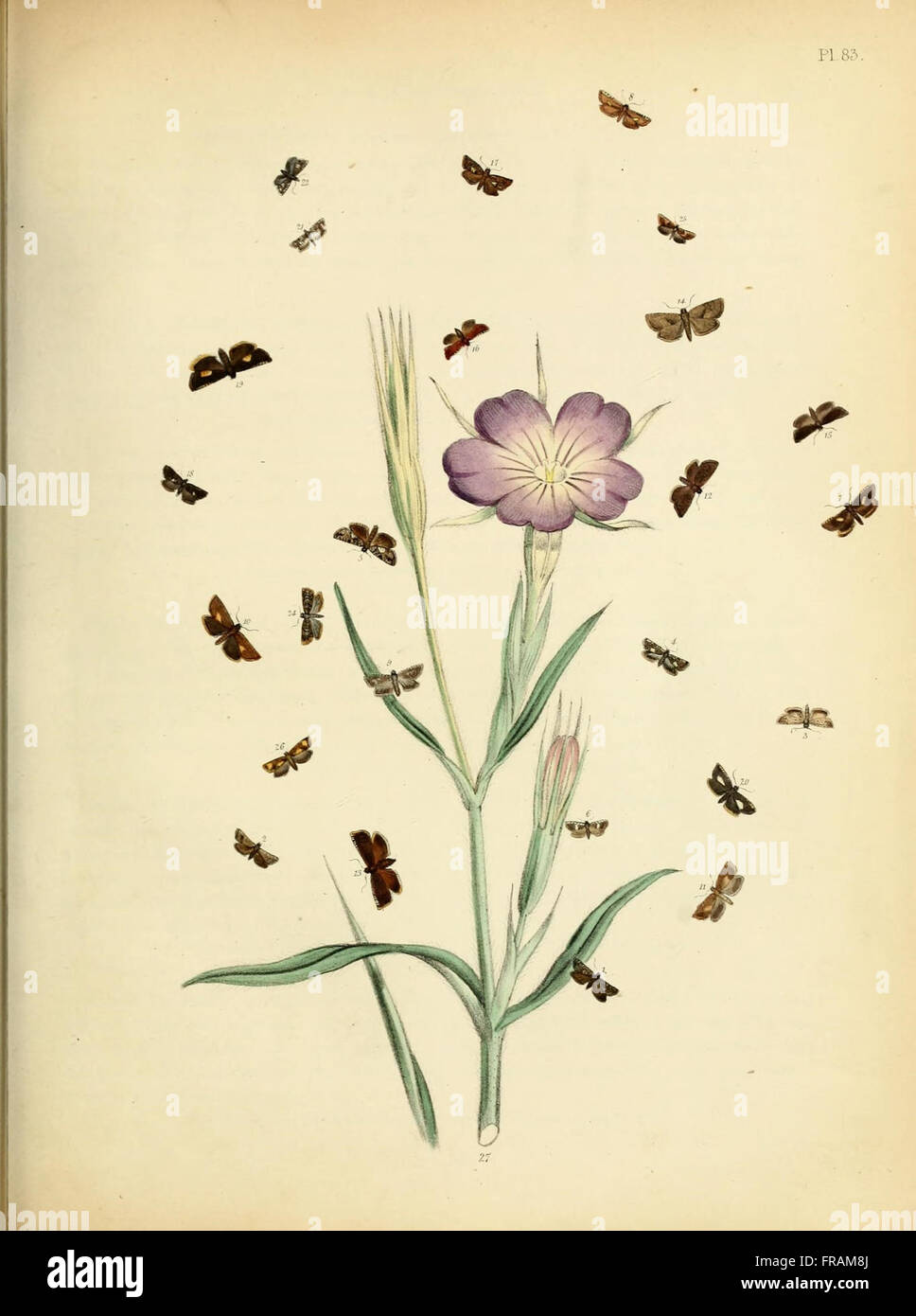 British moths and their transformations (Pl. 83 Stock Photo - Alamy