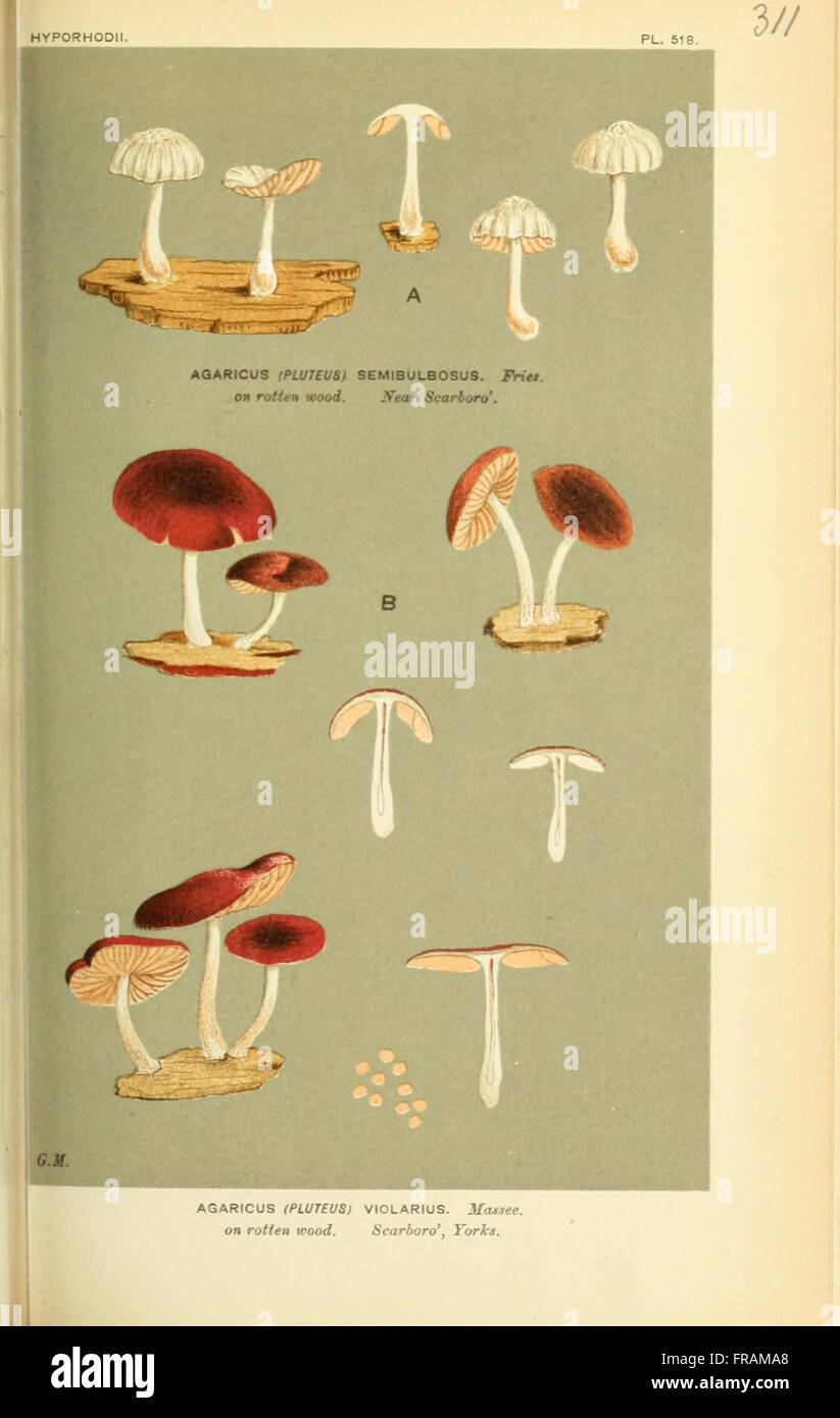 This work features detailed illustrations of British fungi ...