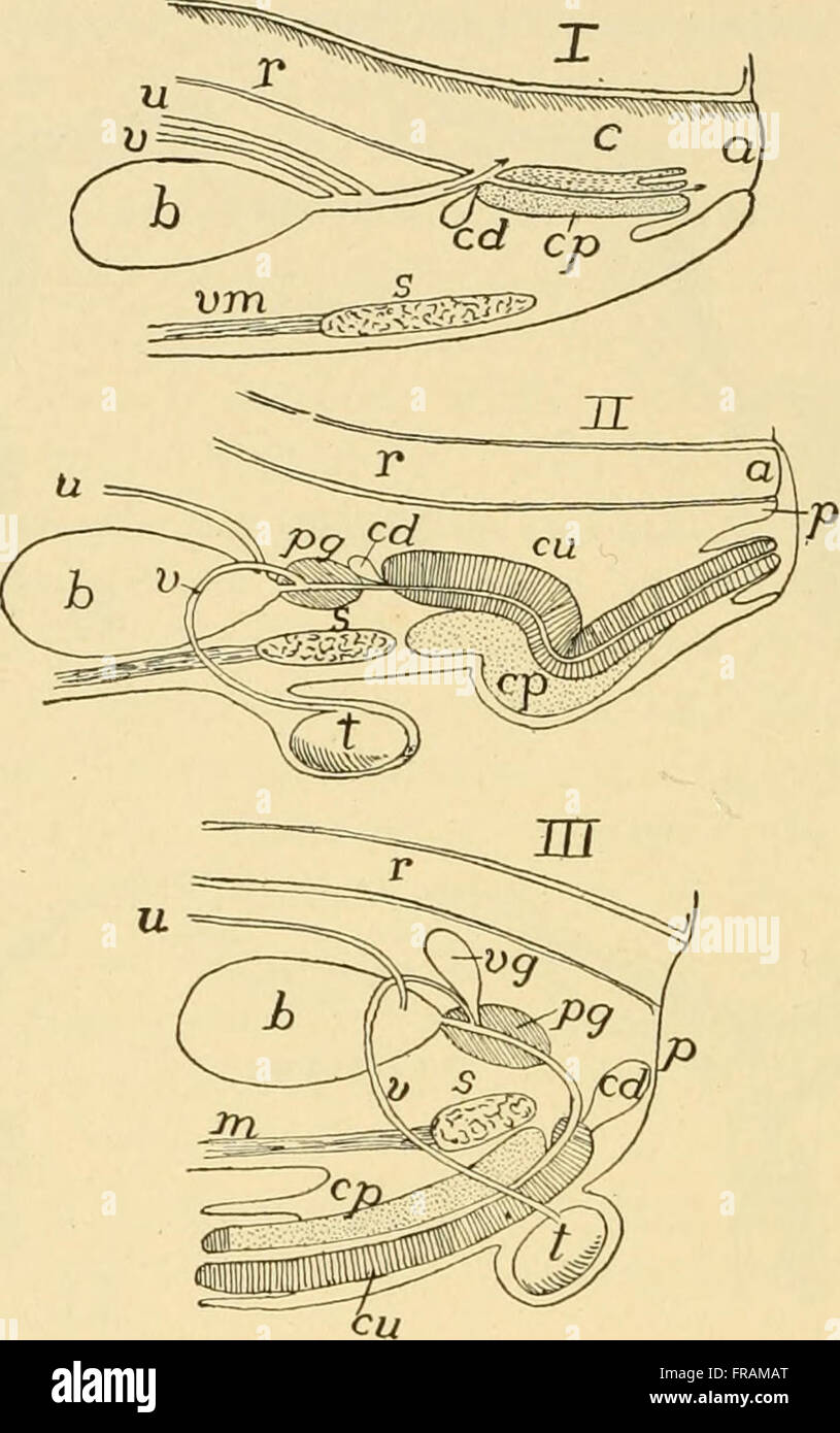 'Comparative Anatomy' (1936) is a study of the anatomical structures of various animal species ...