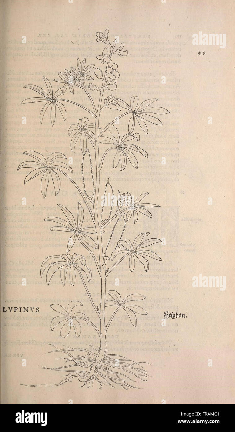 'De Historia Stirpium' by Leonhart Fuchs is a comprehensive botanical ...