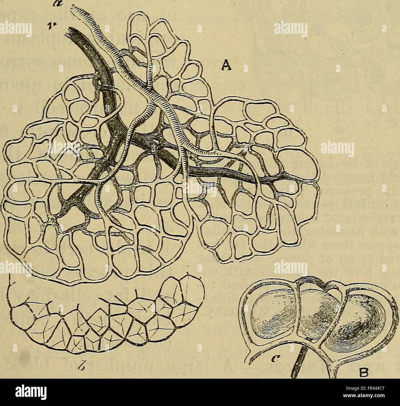This 1892 handbook provides a comprehensive overview of human ...