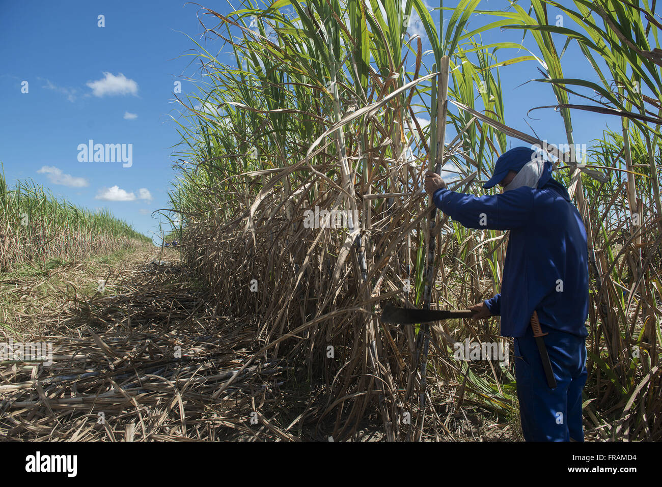 Sugar cane cutter hi-res stock photography and images - Alamy