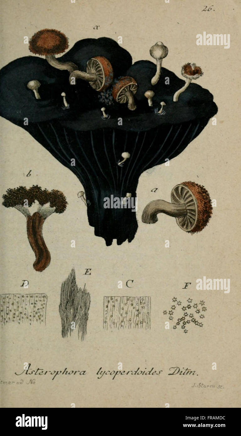 Deutschlands Flora in Abbildungen nach der Natur (Pl. 26) is a ...