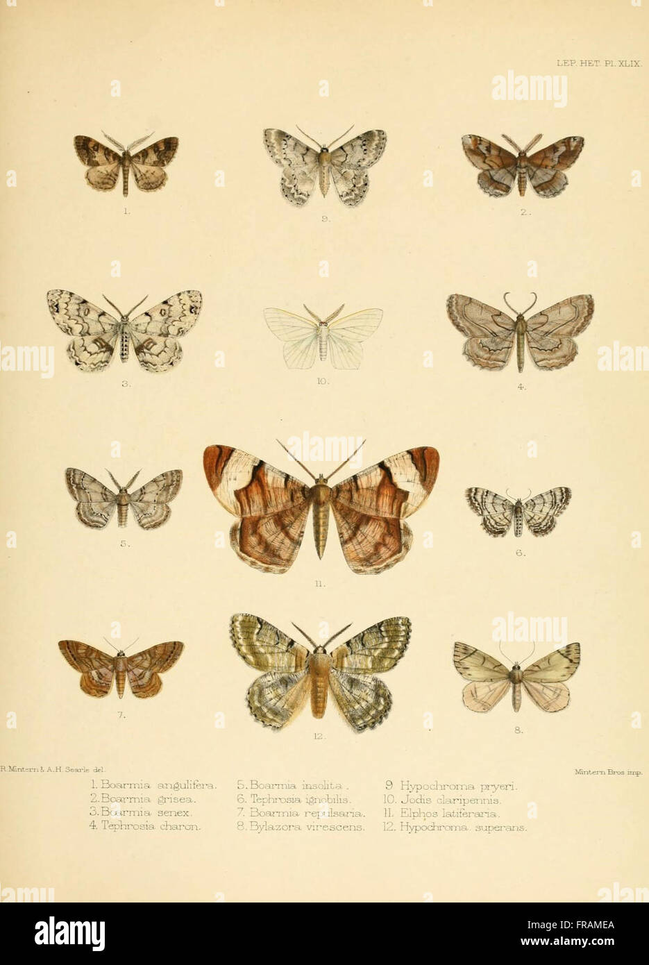 This publication features detailed illustrations of typical Lepidoptera ...