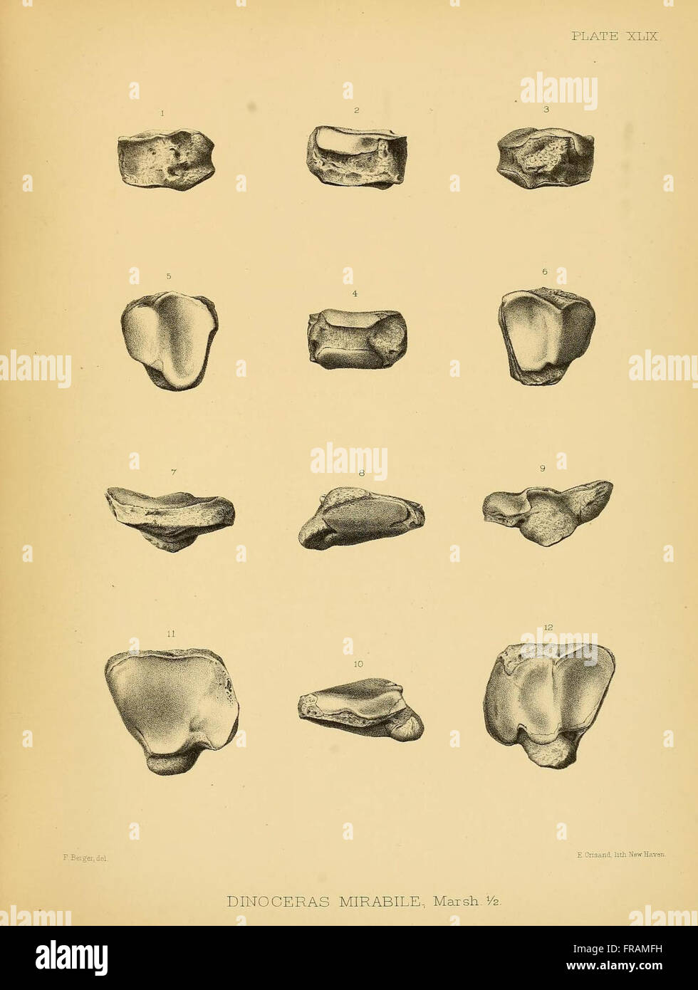 Dinocerata eocene mammals hi-res stock photography and images - Alamy