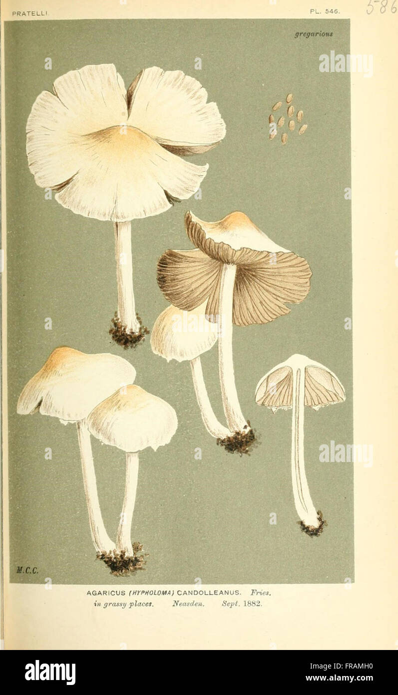 Illustrations of British Fungi (Hymenomycetes), to serve as an atlas to ...