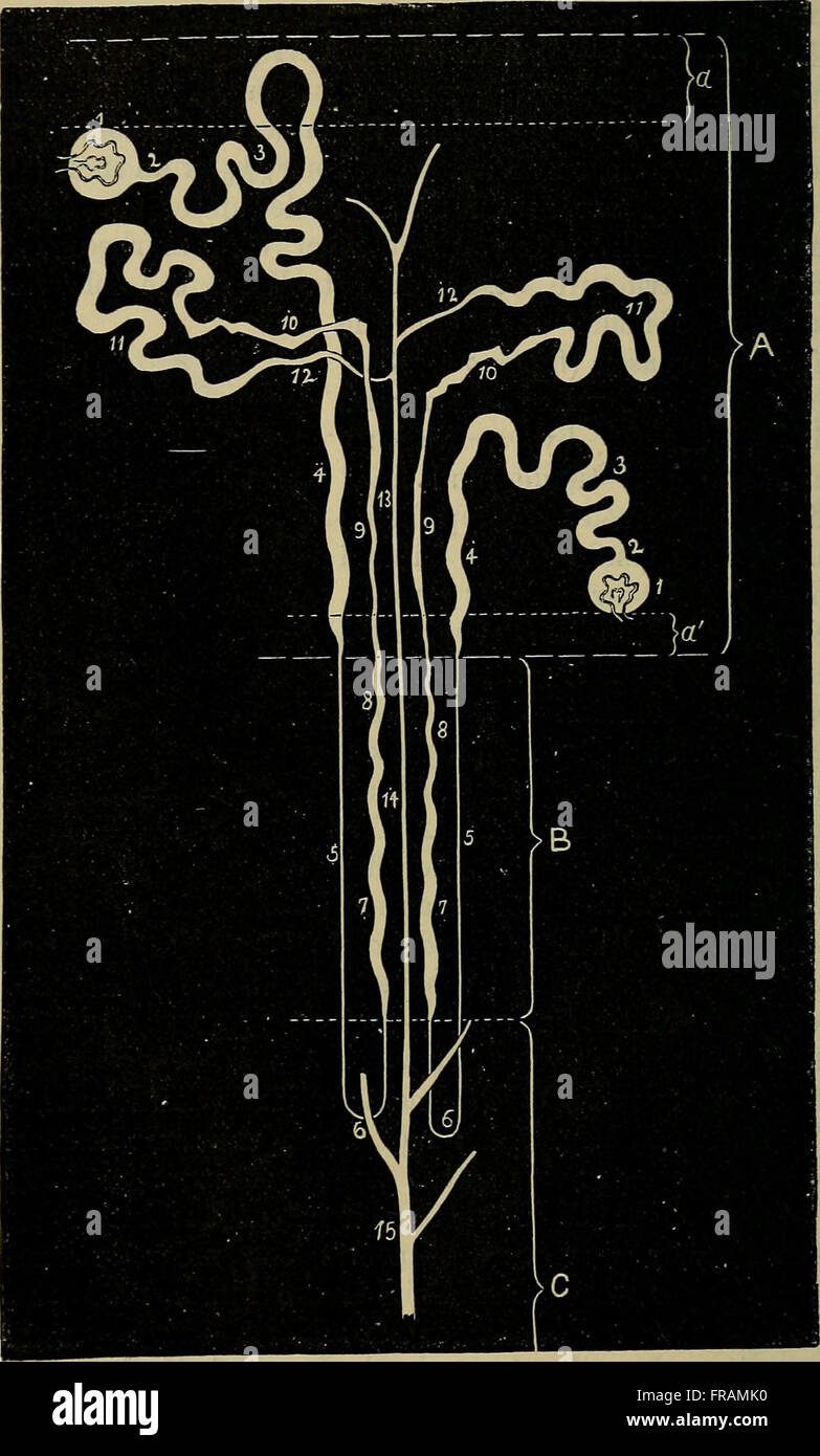 The 1892 Hand-book of Physiology provides comprehensive information on ...