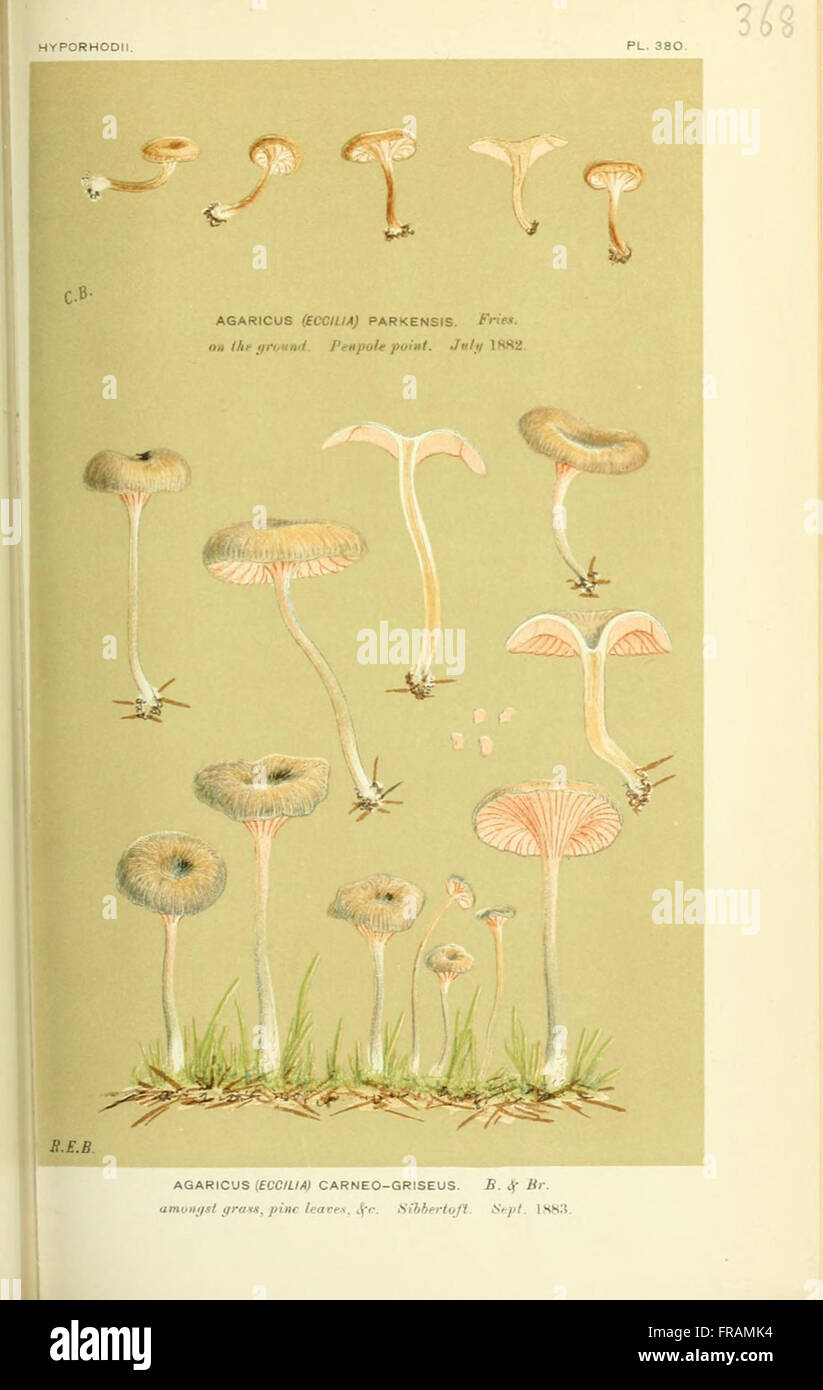An illustrated atlas featuring British fungi from the Hymenomycetes ...