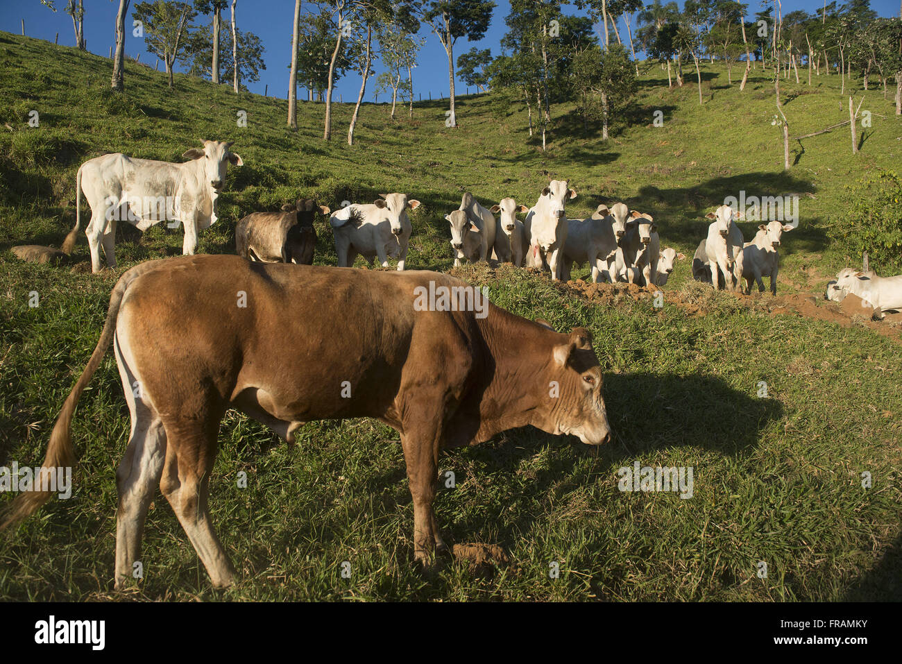 Cattle to pasture hi-res stock photography and images - Alamy