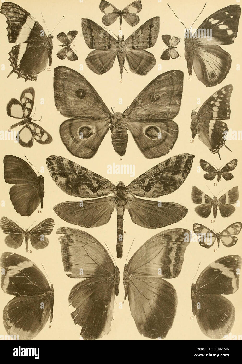 The 1914 work 'Lepidoptera Niepeltiana' provides illustrations and ...