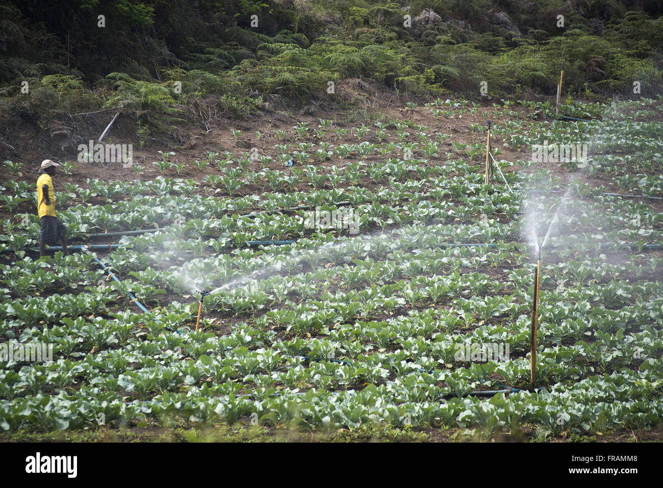 Irrigation cabbage field hi-res stock photography and images - Alamy