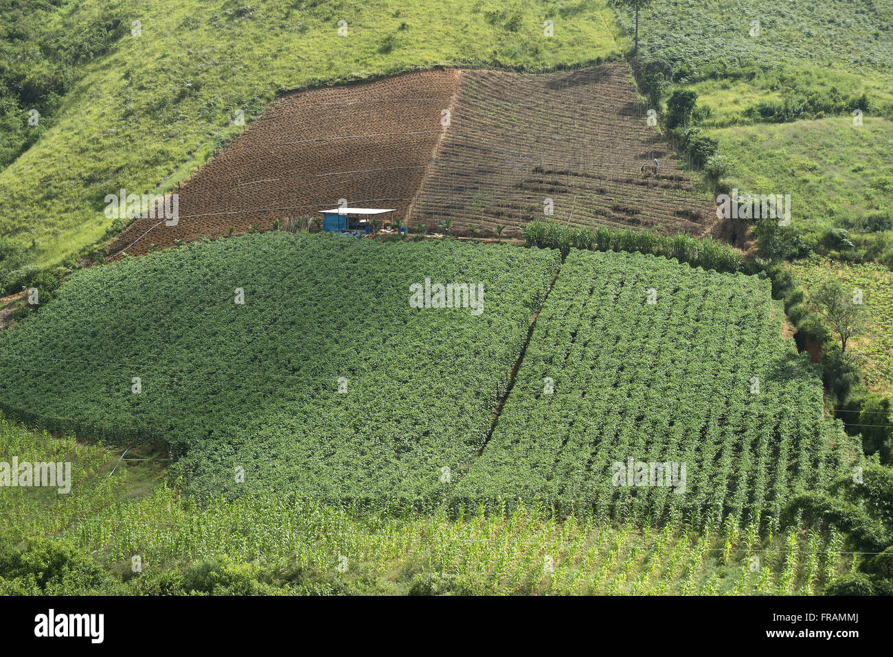 Top view plantation hi-res stock photography and images - Alamy