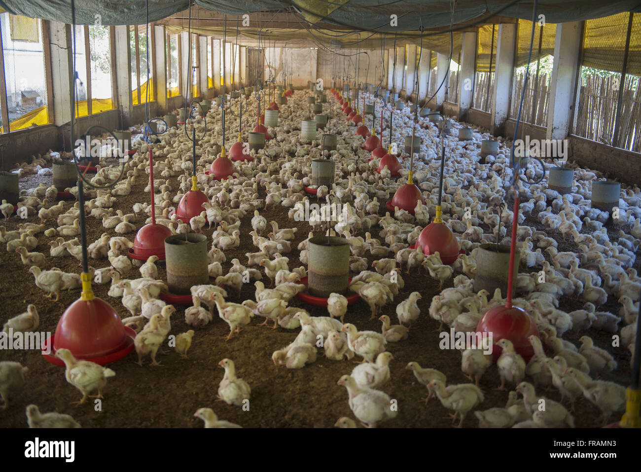 Creation of chickens for slaughter Stock Photo - Alamy