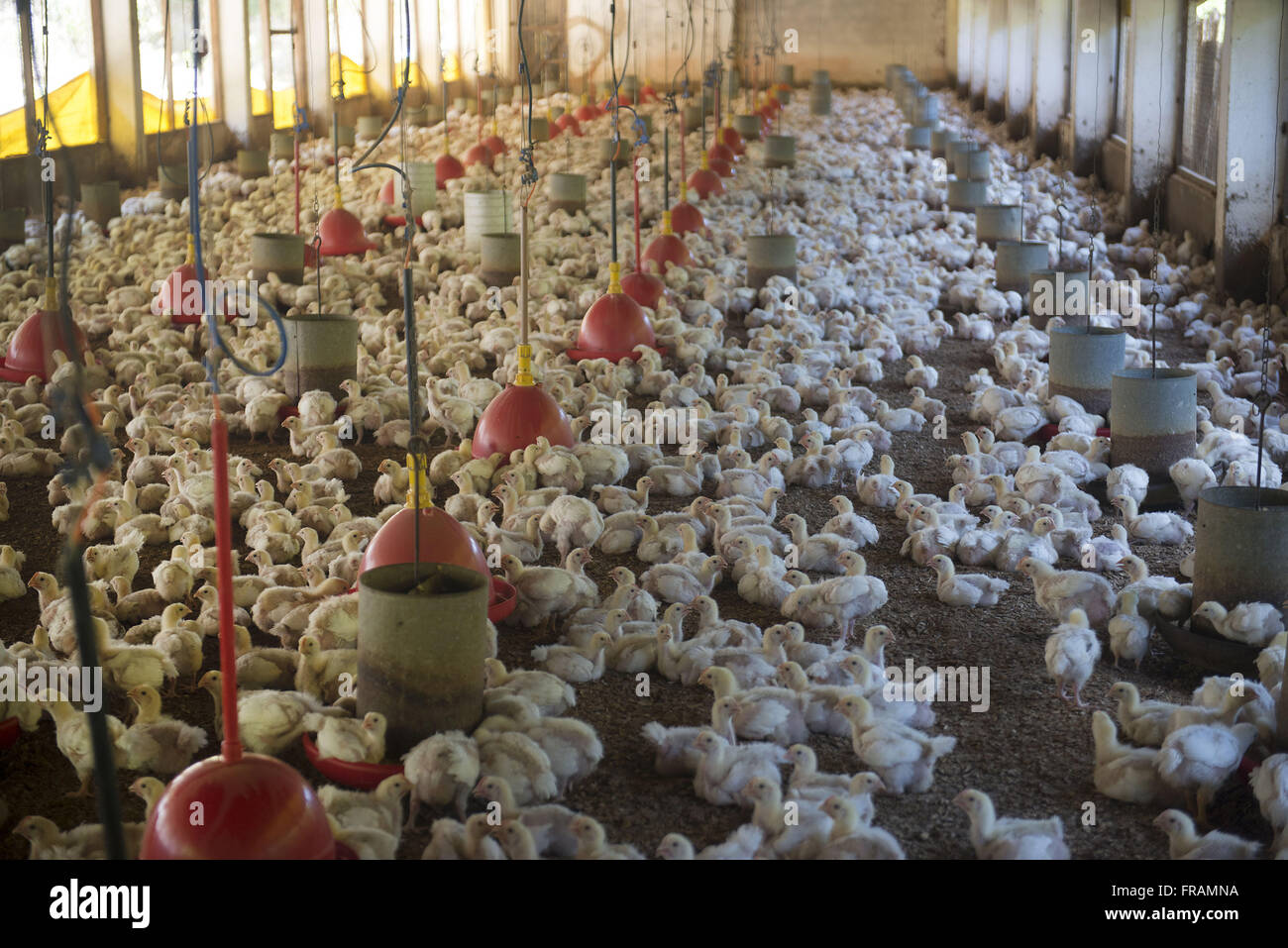 Creation of chickens for slaughter Stock Photo - Alamy