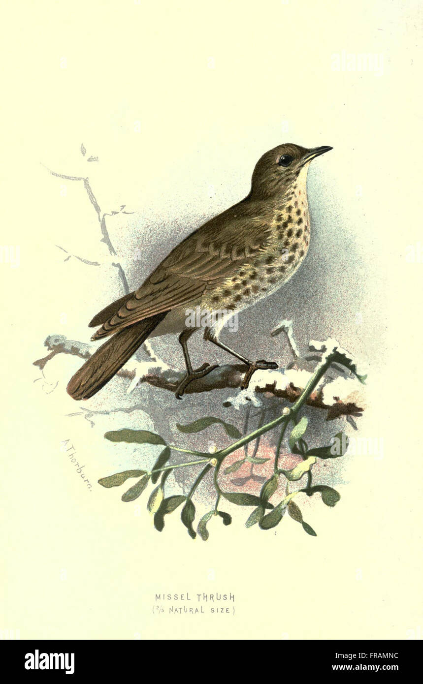 'Familiar Wild Birds' includes illustrations and descriptions of common ...