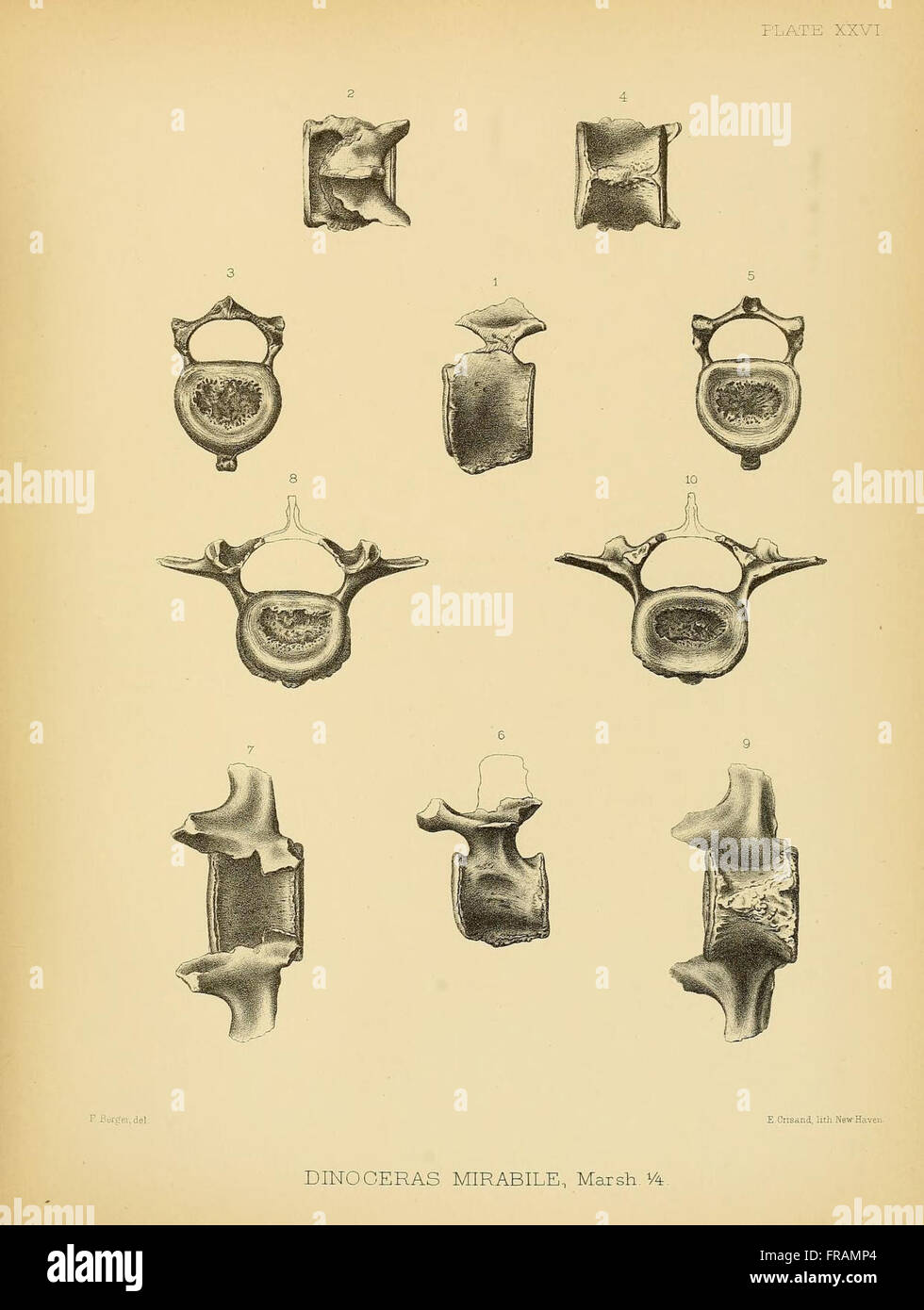 Dinocerata eocene mammals hi-res stock photography and images - Alamy