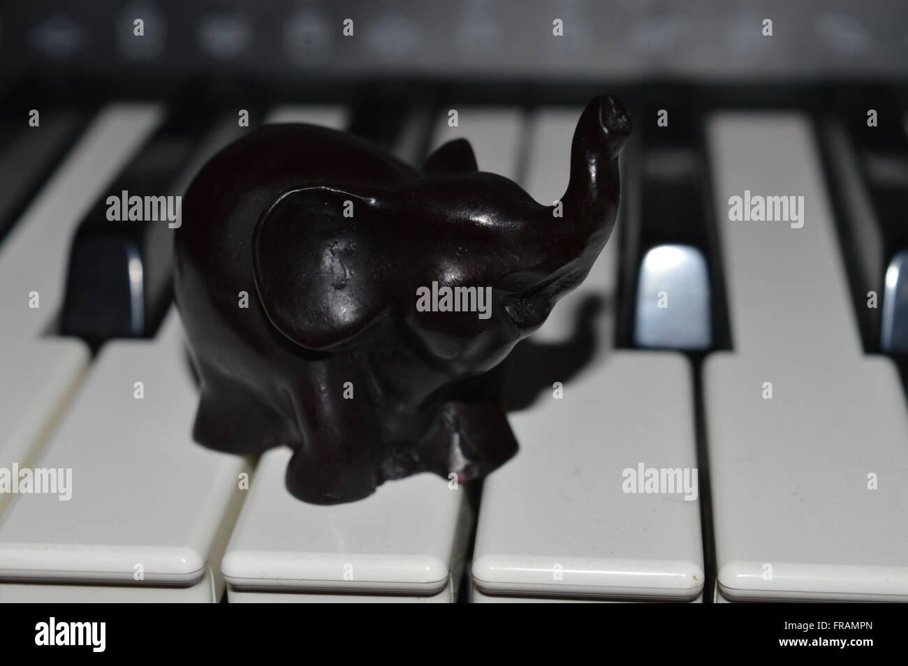 Elephant on Keyboard Stock Photo - Alamy