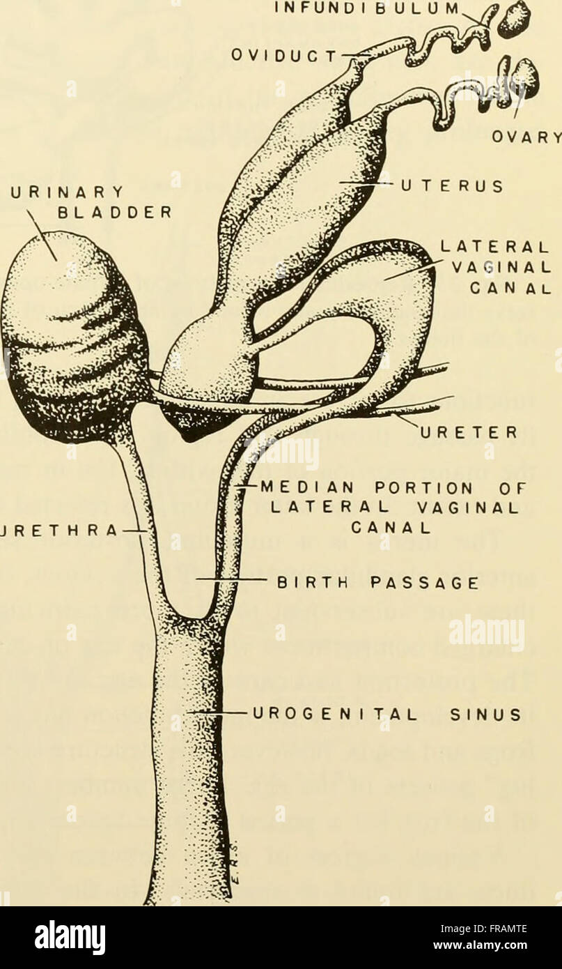 This comprehensive work on vertebrate embryology compares developmental ...
