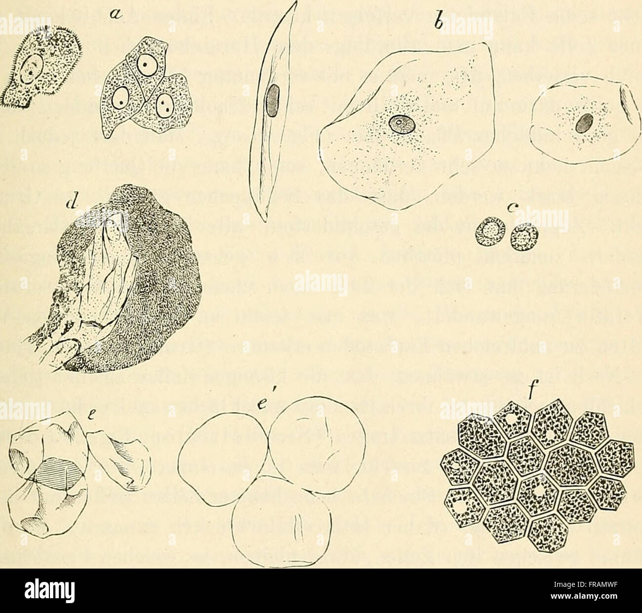 A German-language textbook from 1888 on normal histology, designed to ...