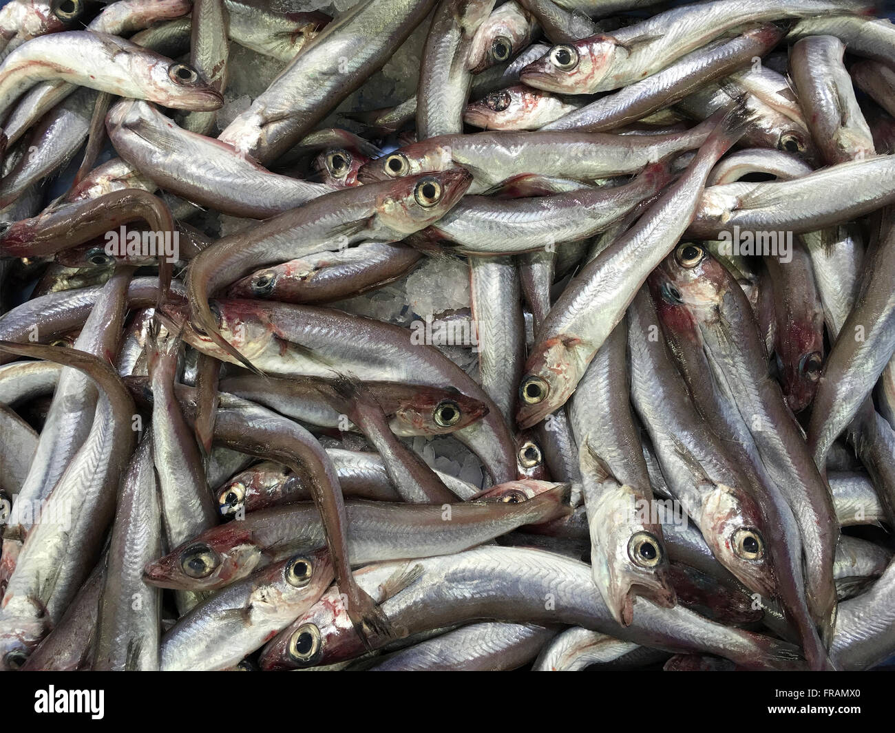 Selection of fresh fish for sale on a market stall in southern Spain ...