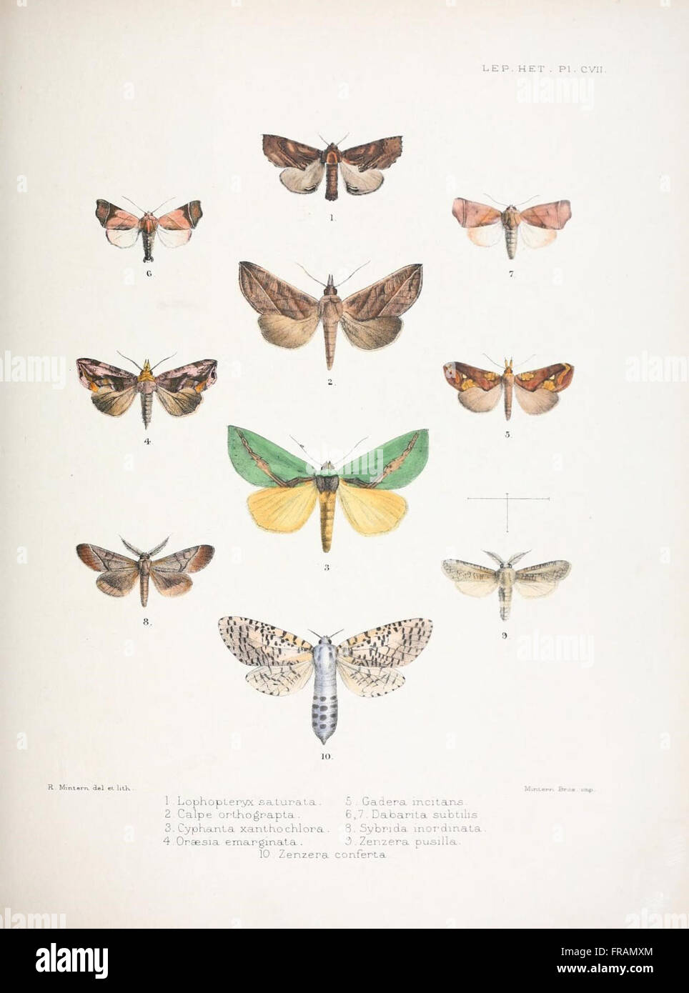 This work presents detailed illustrations of Heterocera (moths) from ...